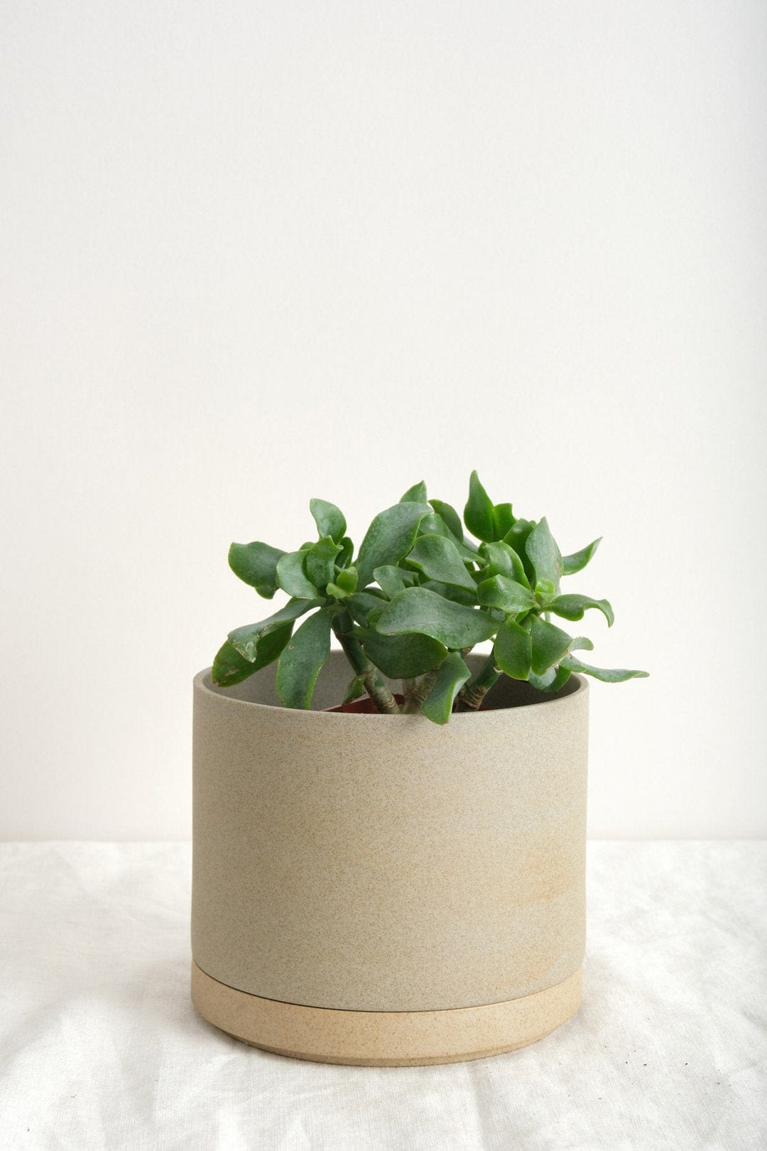 Hasami Porcelain Large Planter in Gloss Gray – Cedar & Hyde Mercantile